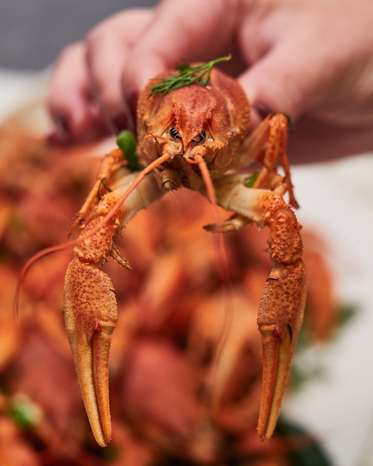 How to Eat Crawfish: Tips & Tricks for Perfect Boiling - Delice Recipes